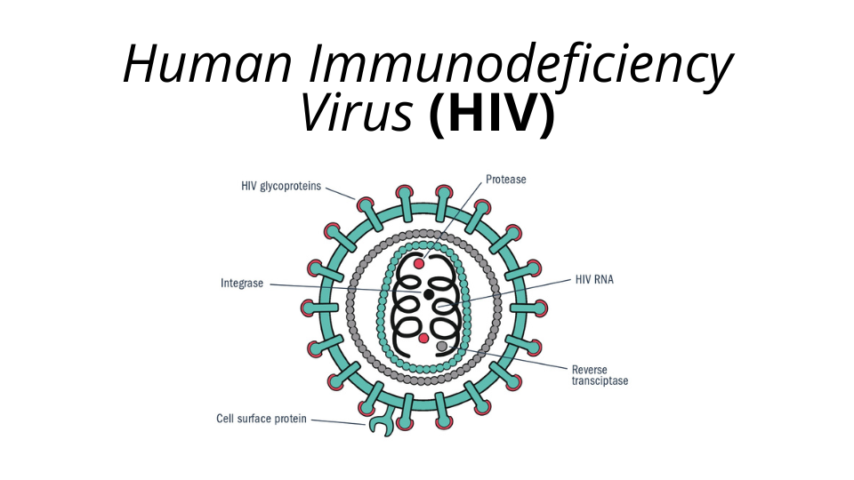 Apa itu Human Immunodeficiency Virus (HIV)? | Yayasan KNCV Indonesia